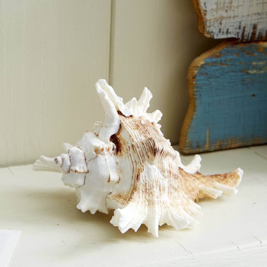 Natural Murex Ramosus Shell | Live Laugh Love – LIVE LAUGH LOVE LIMITED